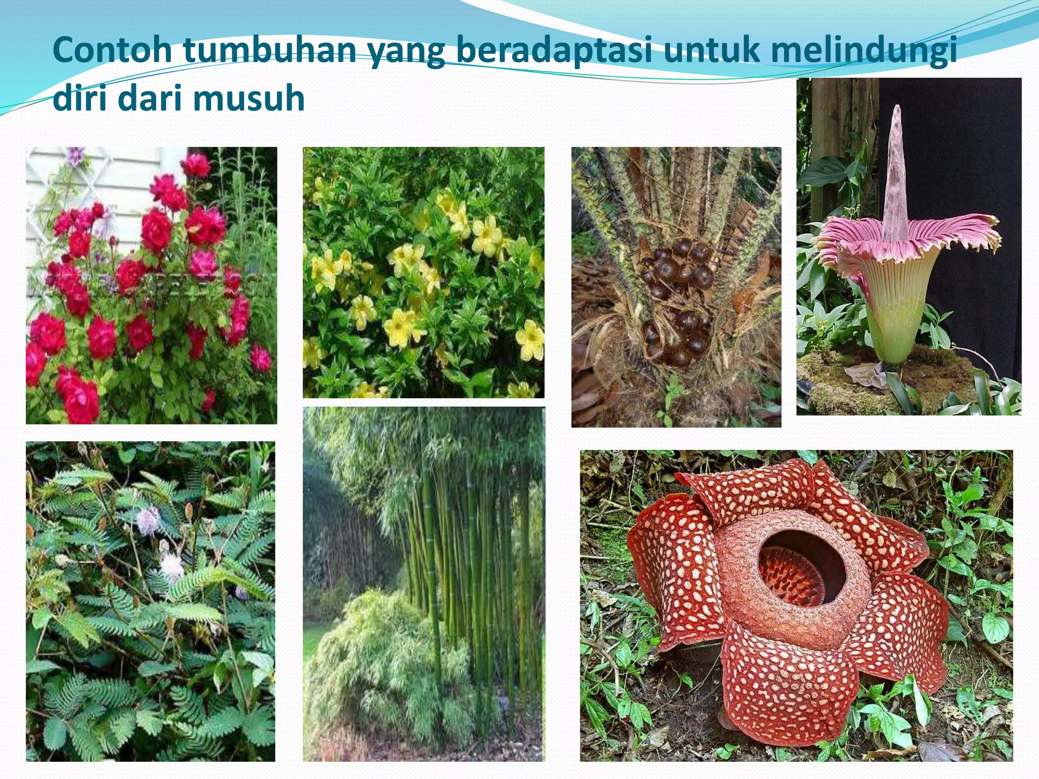 3 Adaptasi Tumbuhan.pptx