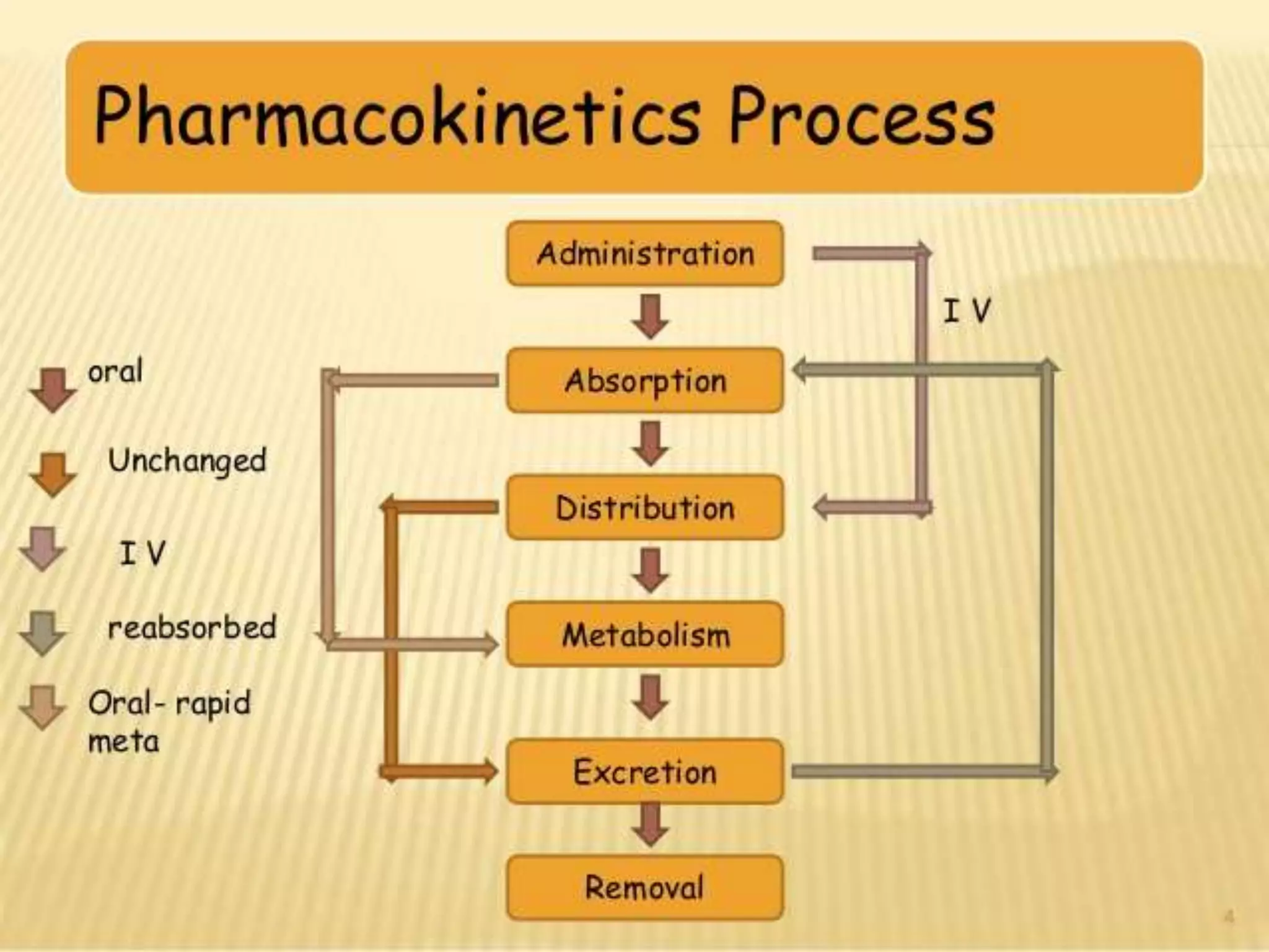 ADME of drugs | PPTX