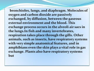 The human respiratory system | PPTX
