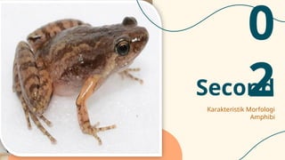 PPT TENTANG ANATOMI HEWAN-HEWAN AMPHIBI.pptx