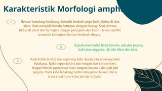 PPT TENTANG ANATOMI HEWAN-HEWAN AMPHIBI.pptx