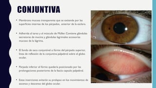 ANATOMIA OFTALMICA DEL OJO, RETINA Y CRISTALINO | PPTX
