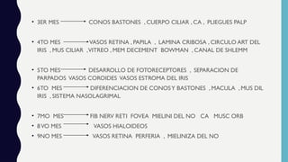 ANATOMIA OFTALMICA DEL OJO, RETINA Y CRISTALINO | PPTX