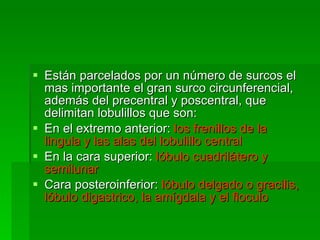3.Anatomia Del Cerebelo | PPT