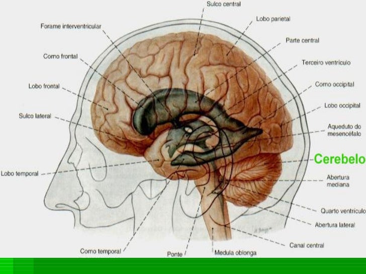 3.Anatomia Del Cerebelo