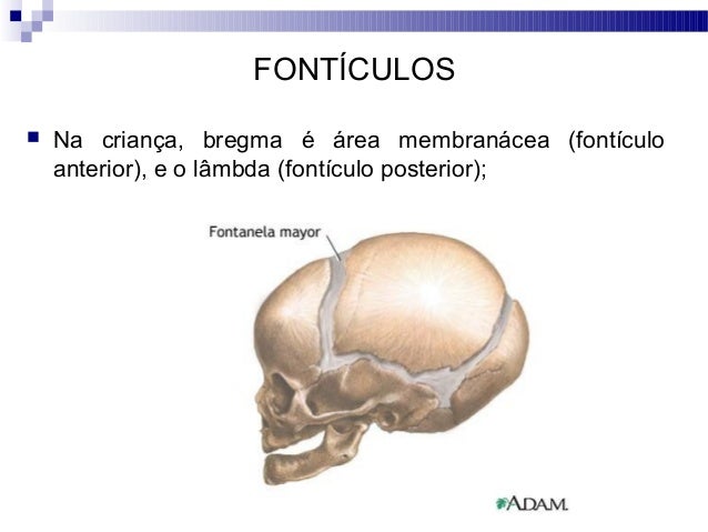 3) anatomia (esqueleto axial 1)