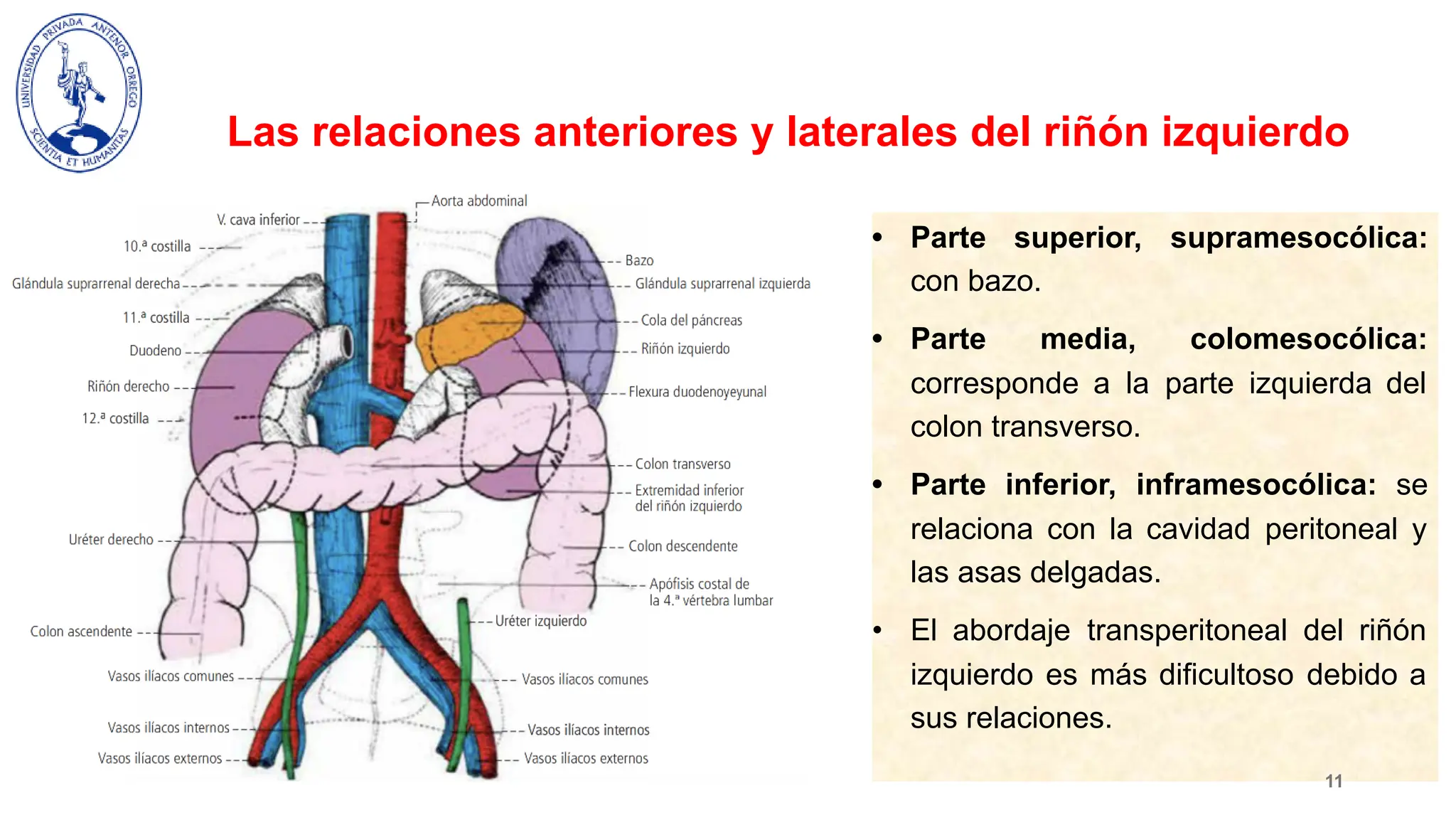 3 Anatomía sistema excretor_9573338.pdf