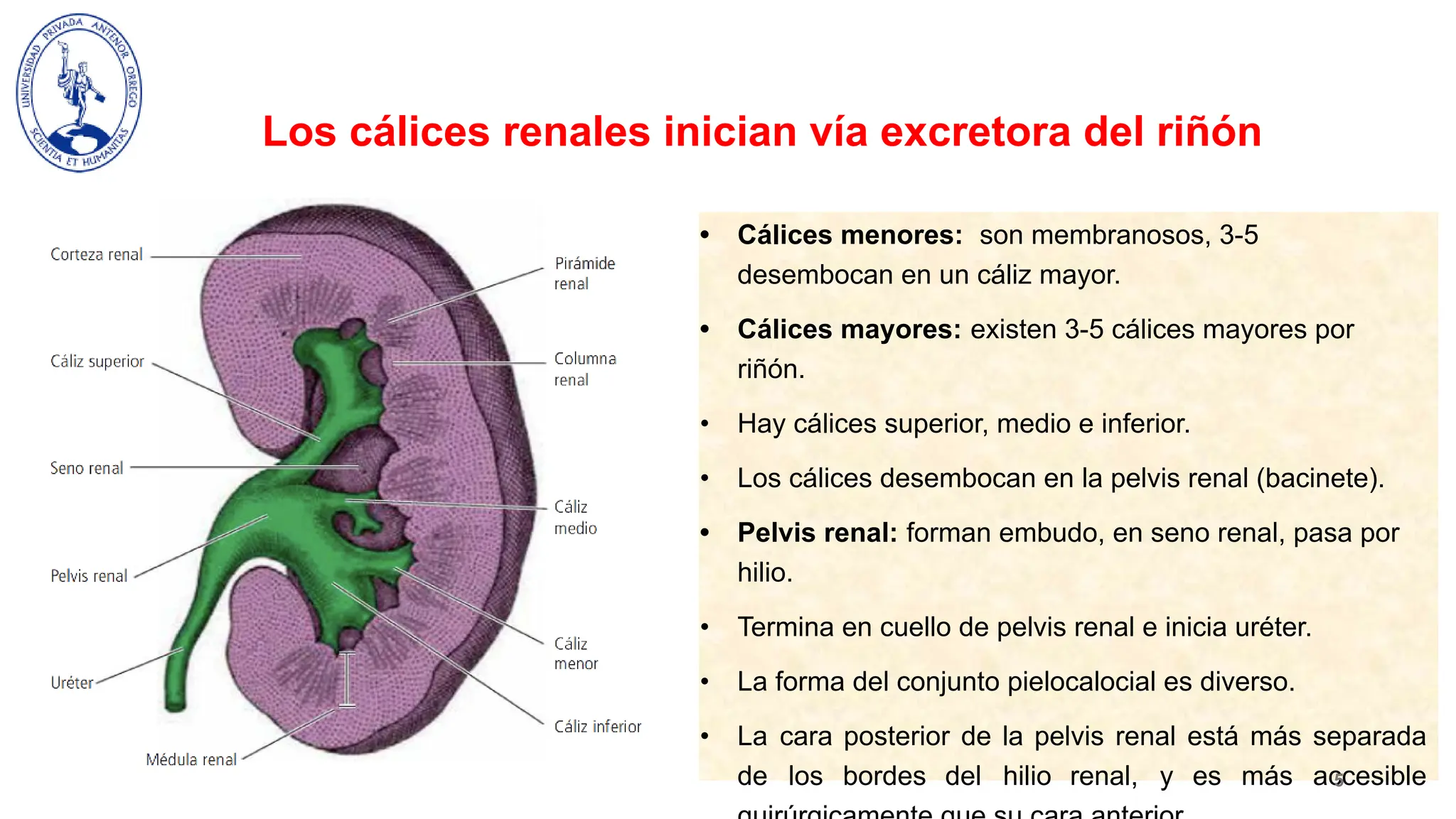 3 Anatomía sistema excretor_9573338.pdf