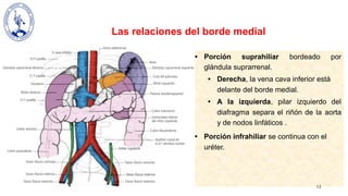 3 Anatomía sistema excretor_9573338.pdf