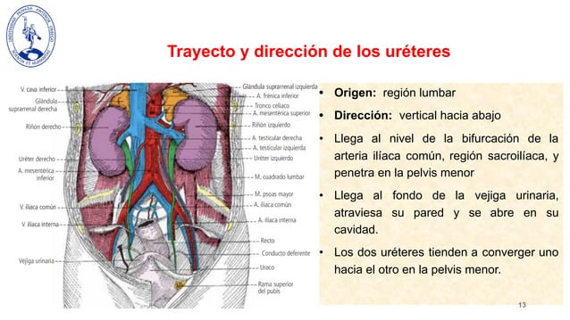 3 Anatomía sistema excretor_9573338.pdf