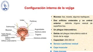 3 Anatomía sistema excretor_9573338.pdf