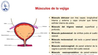 3 Anatomía sistema excretor_9573338.pdf