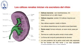3 Anatomía sistema excretor_9573338.pdf
