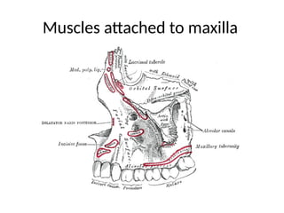 3 anatomy of maxilla mandible (1).pptx