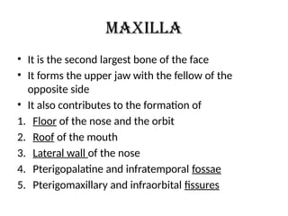 3 anatomy of maxilla mandible (1).pptx