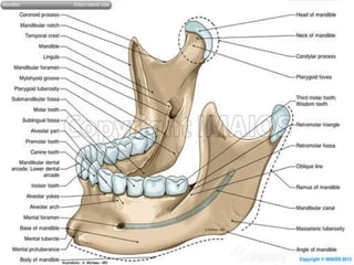 3 anatomy of maxilla mandible (1).pptx