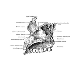 3 anatomy of maxilla mandible (1).pptx
