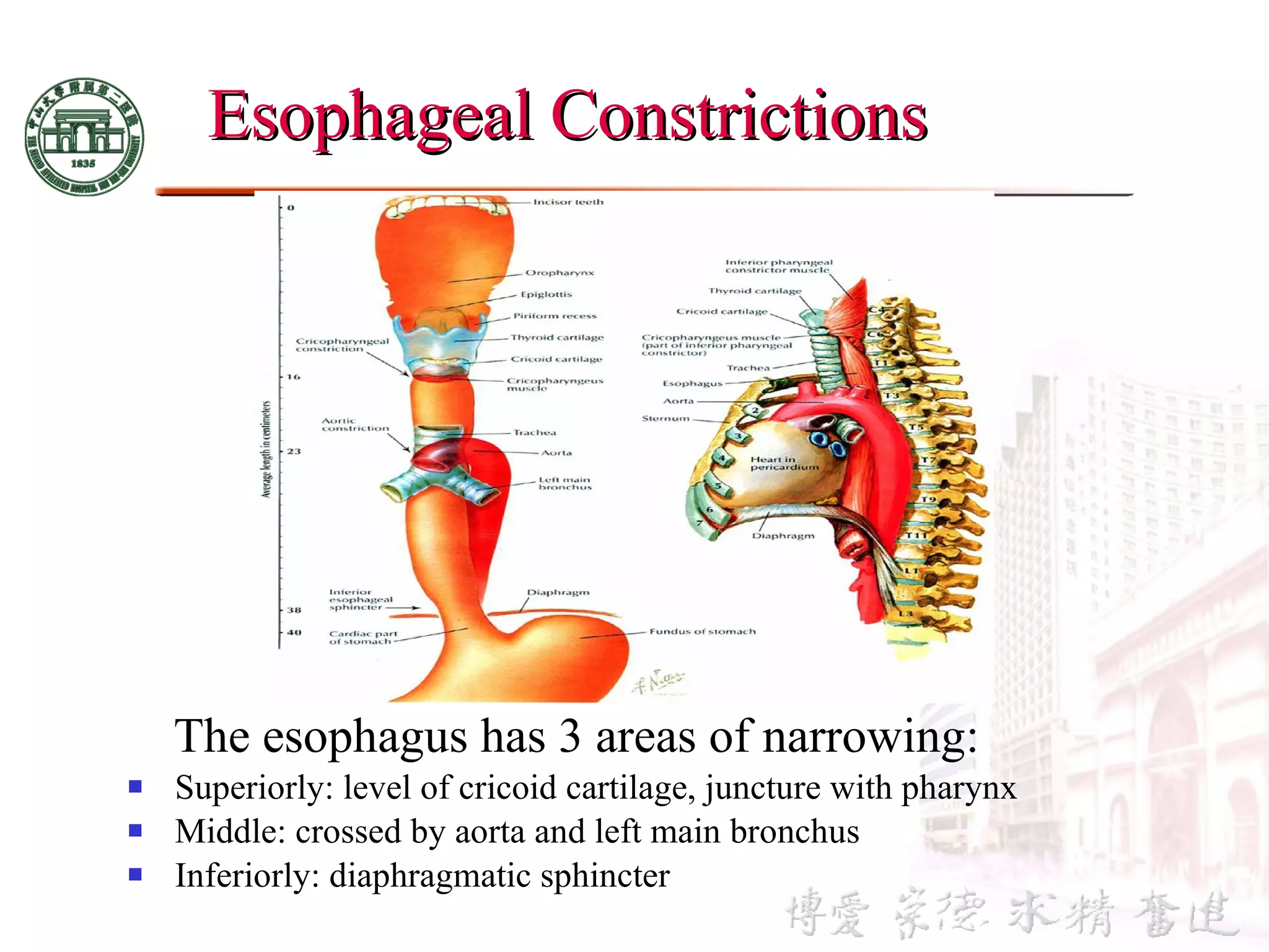 3 anatomy & physiology of esophagus | PPT