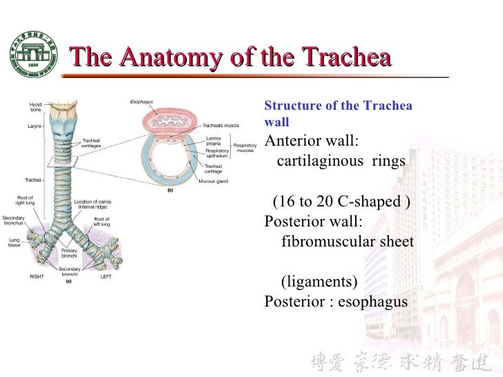 Anatomy Of Esophagus And Trachea Medicinebtgcom