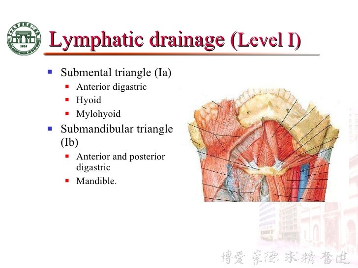 Esophagus Diagram Cross Section