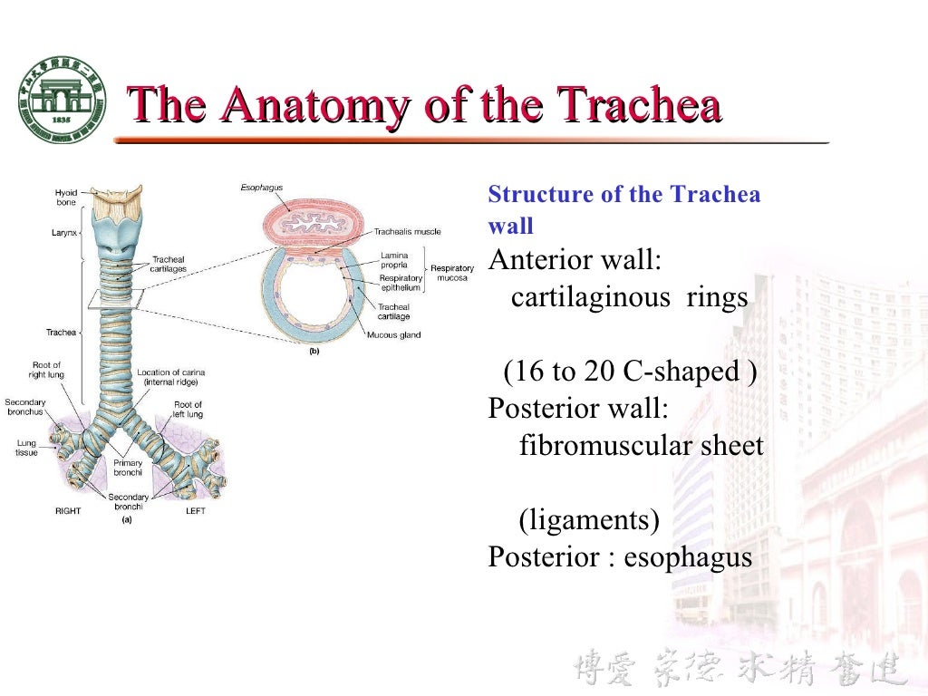 3 Anatomy And Physiology Of Esophagus