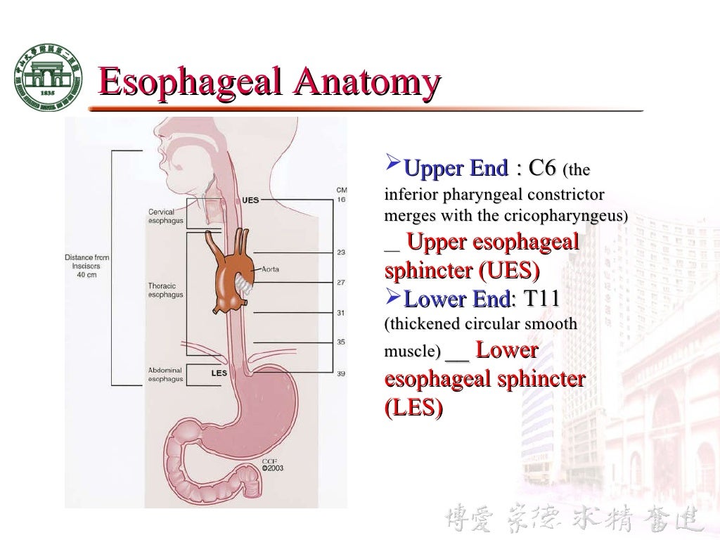 3 Anatomy And Physiology Of Esophagus