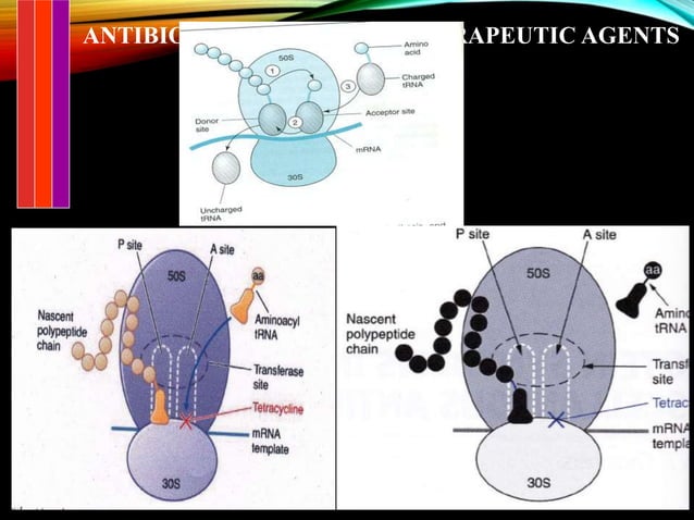 3,Antibiotics that inhibit bacterial protein synthesis.ppt