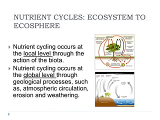 microbial cycling p3ANutrientCycling.ppt