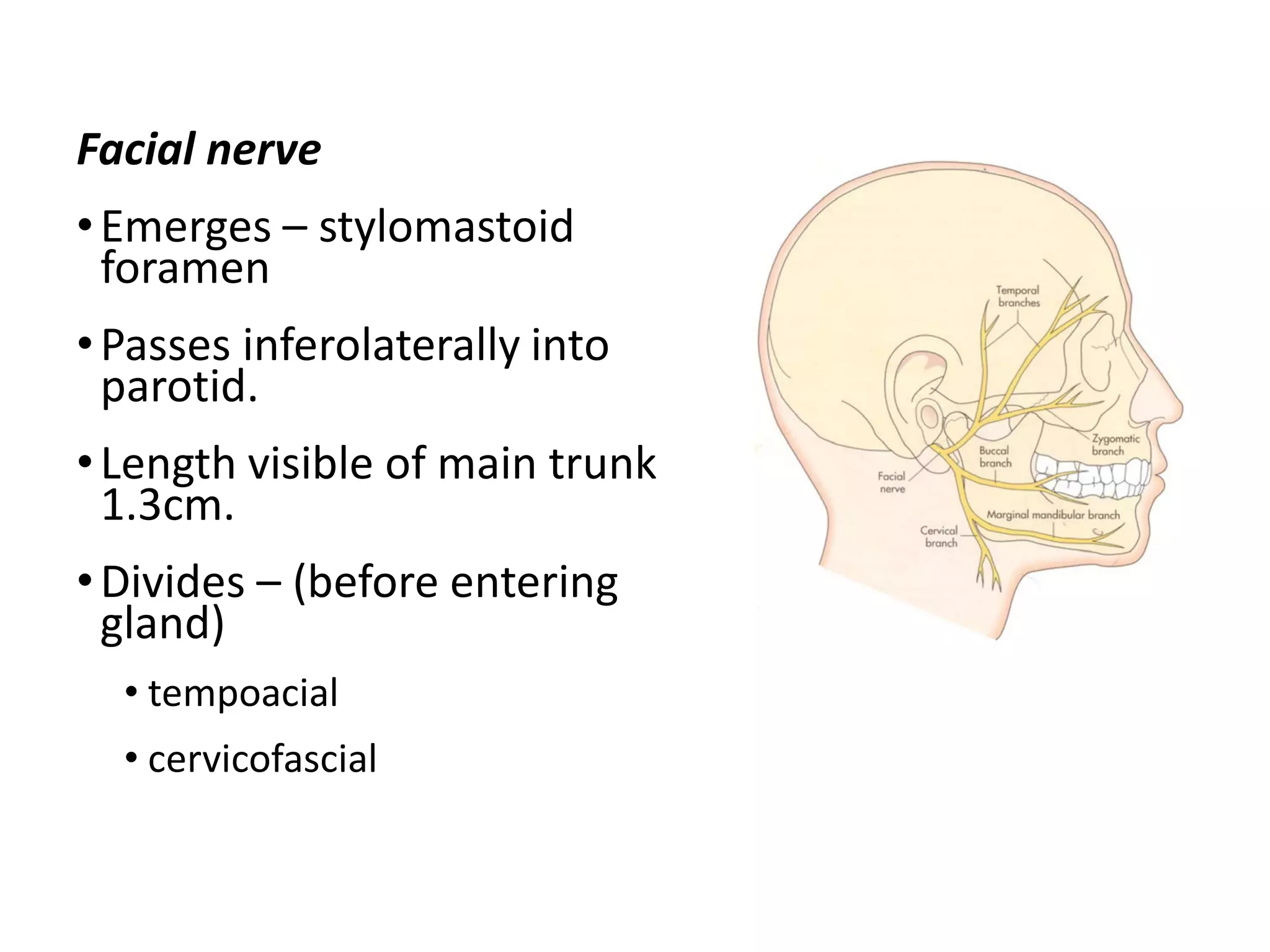 3 approaches to the tmj | PDF
