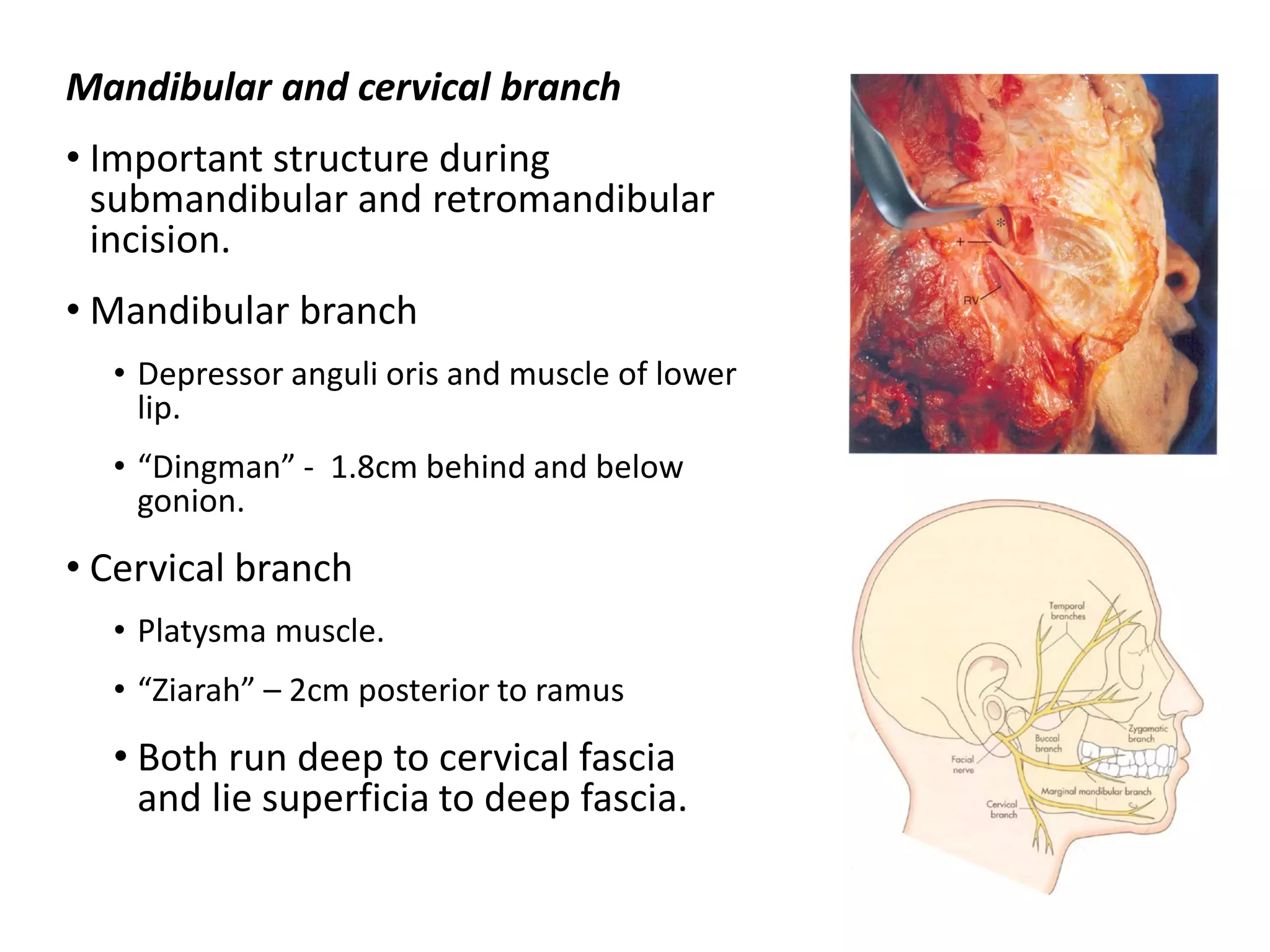 3 approaches to the tmj | PDF