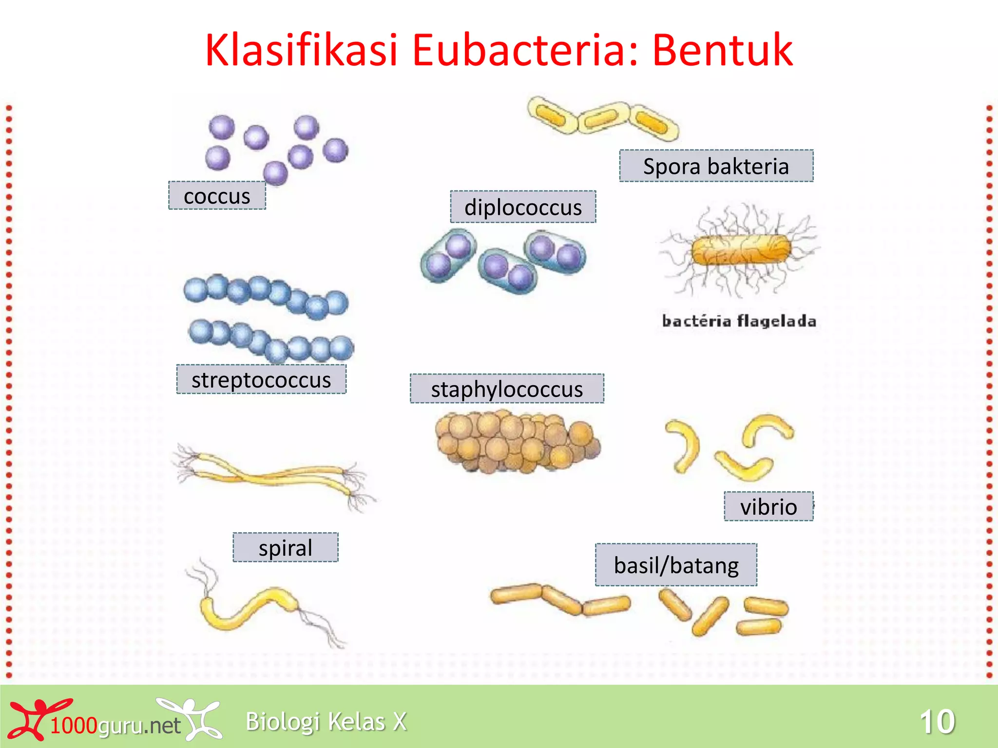 Serba-Serbi Bakteri: Archaeobacteria dan Eubacteria | PDF