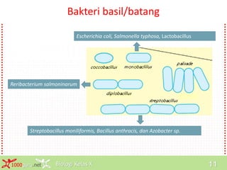 Serba-Serbi Bakteri: Archaeobacteria dan Eubacteria | PDF