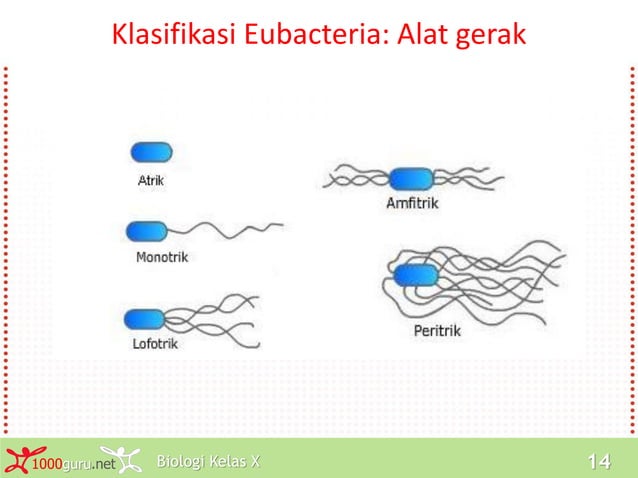 Serba-Serbi Bakteri: Archaeobacteria dan Eubacteria | PDF