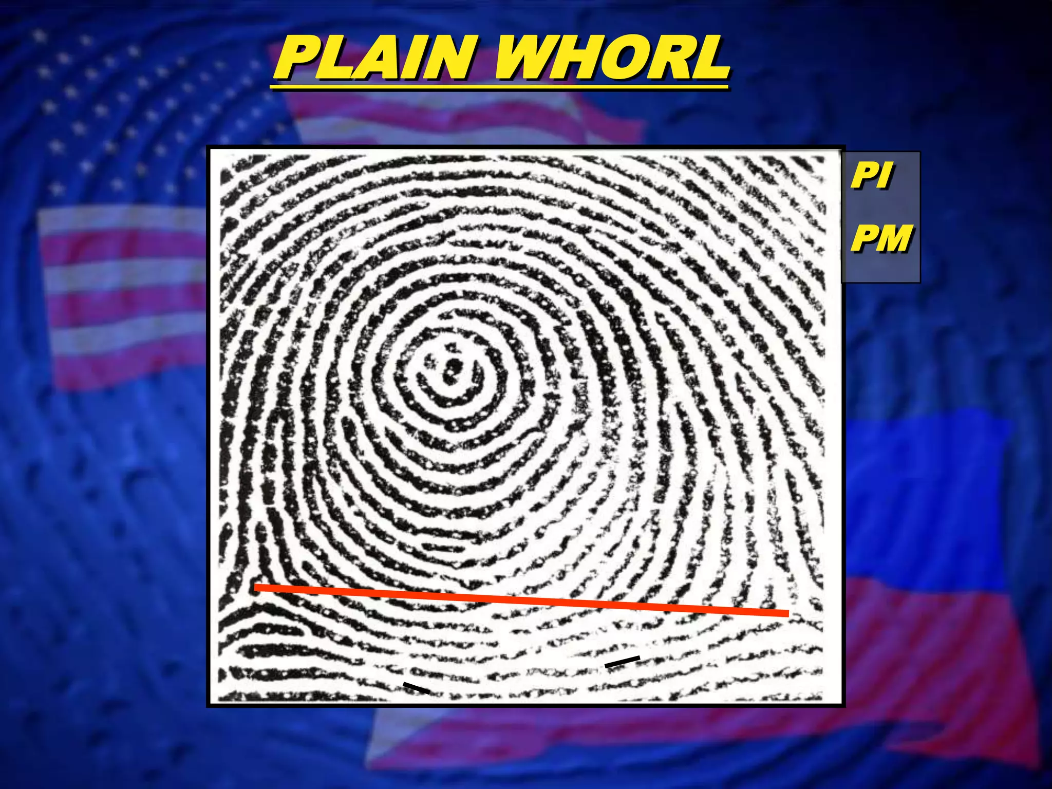 Whorl Patterns | PPTX