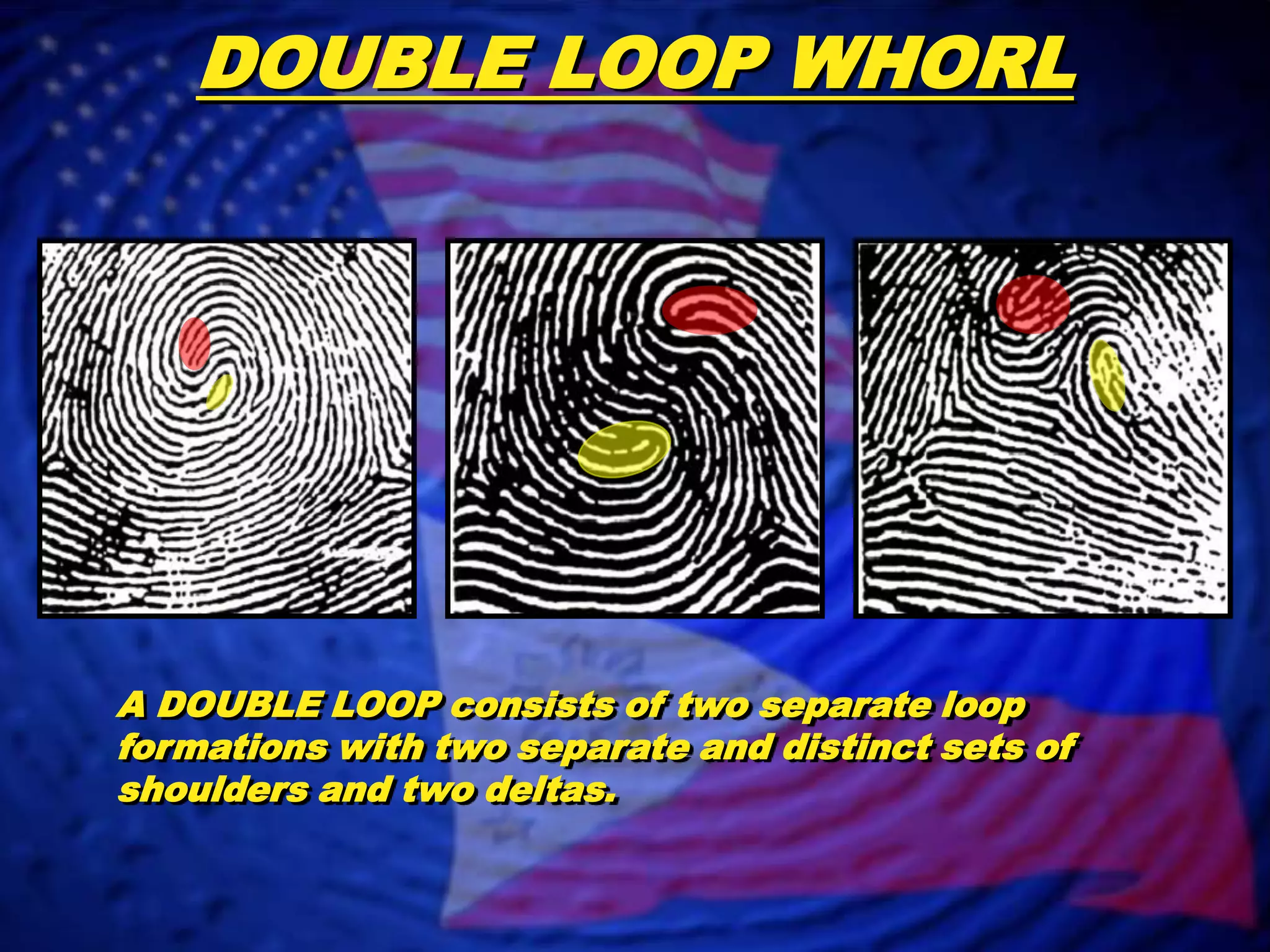 Whorl Patterns | PPTX