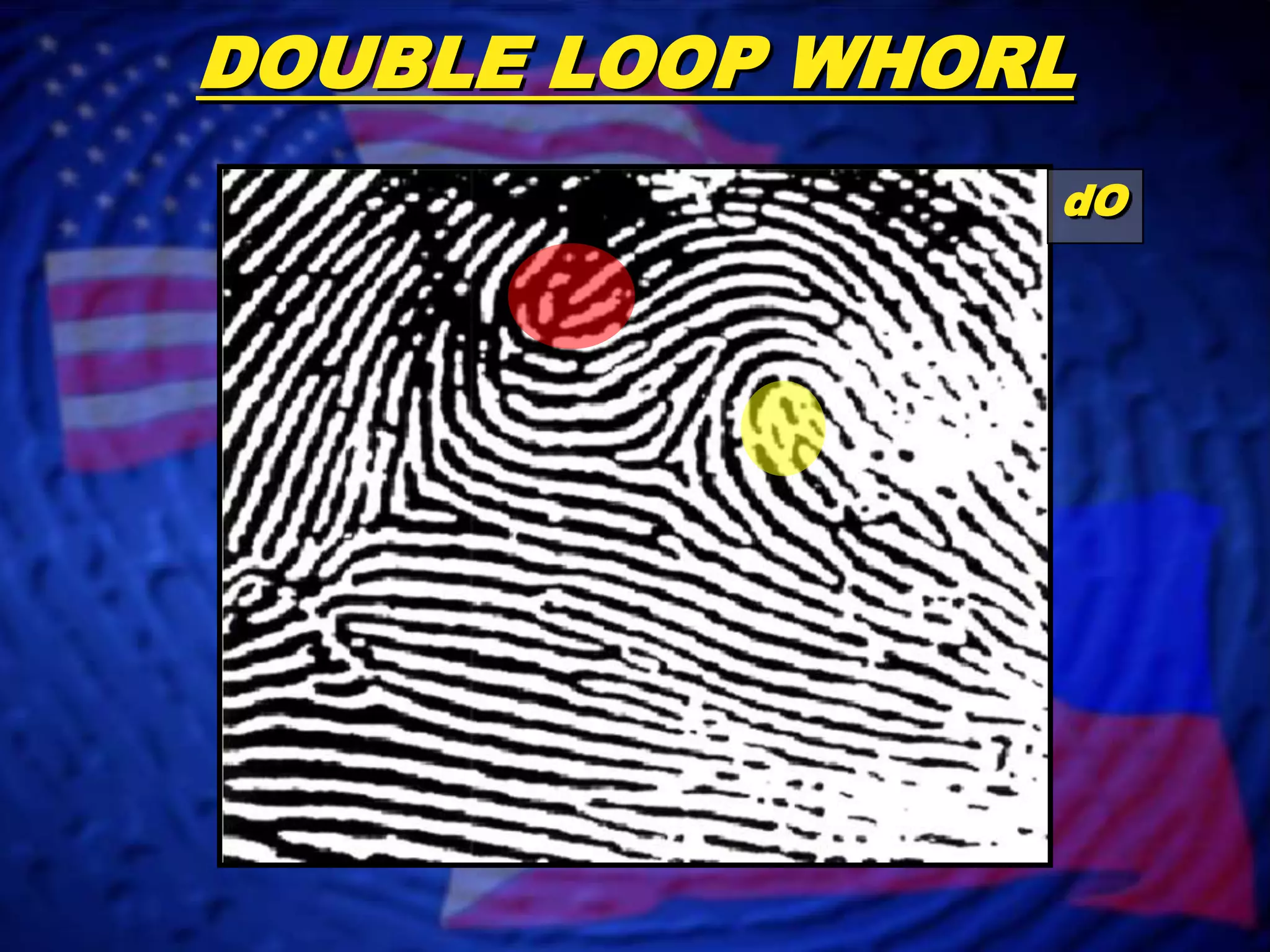 Whorl Patterns | PPTX