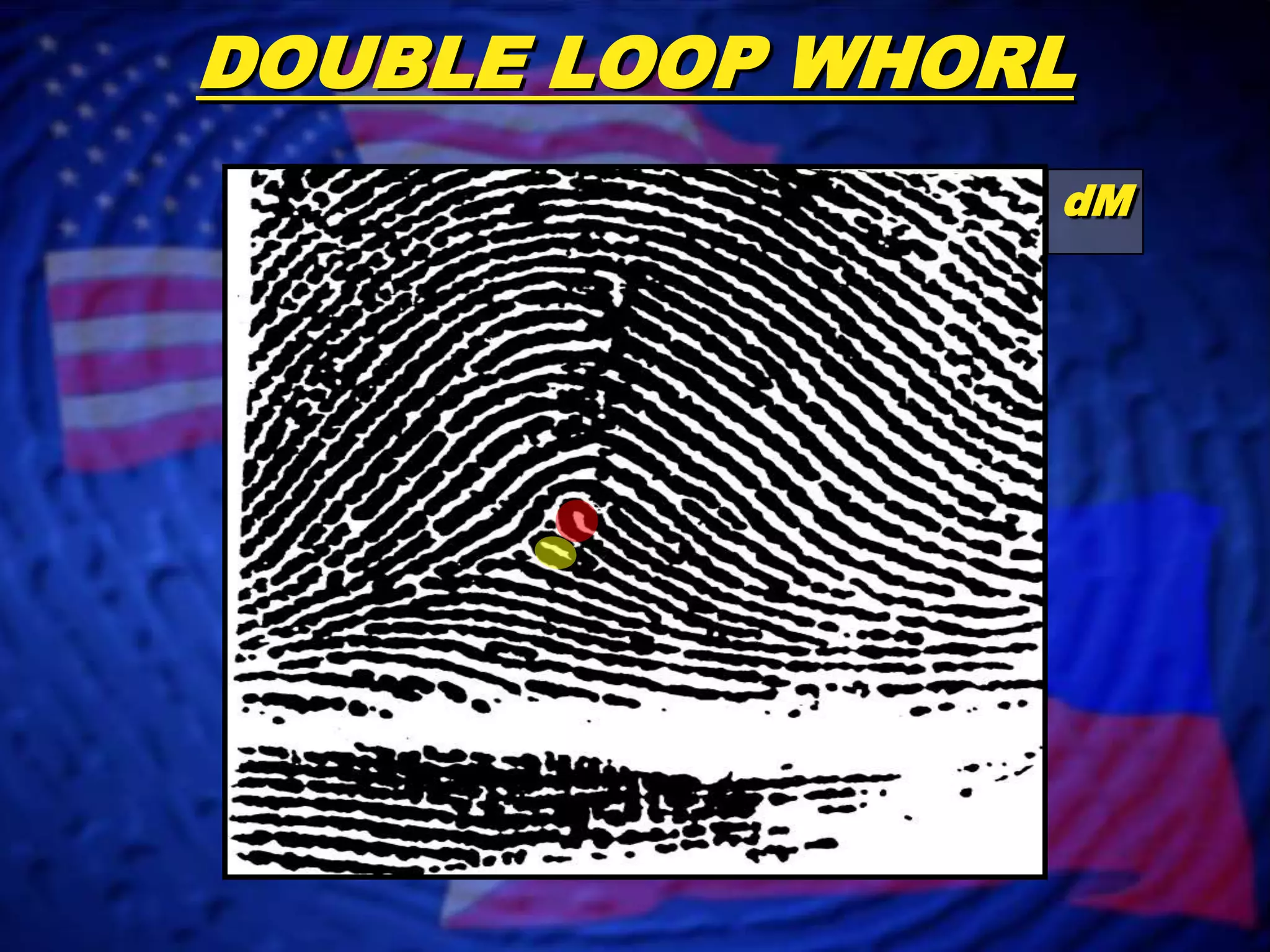 Whorl Patterns | PPTX