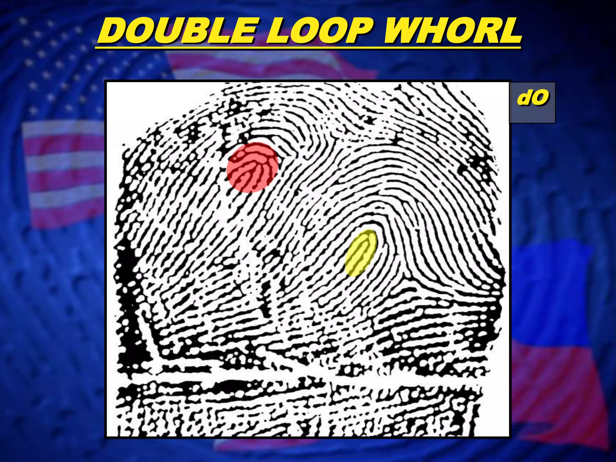 Whorl Patterns | PPTX