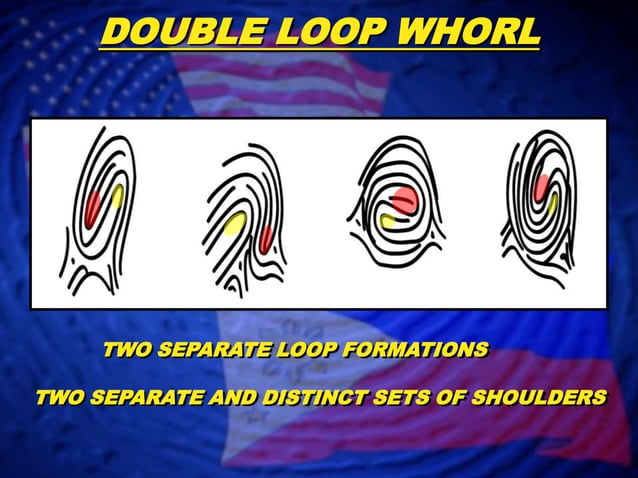 Whorl Patterns | PPTX