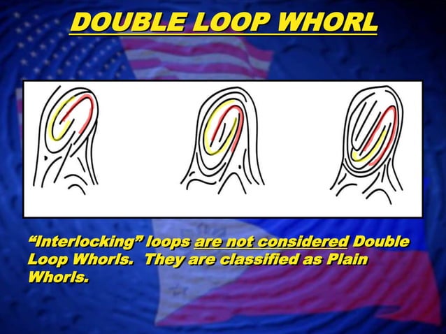 Whorl Patterns | PPTX