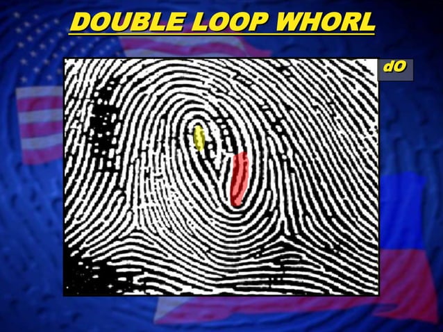 Whorl Patterns | PPTX