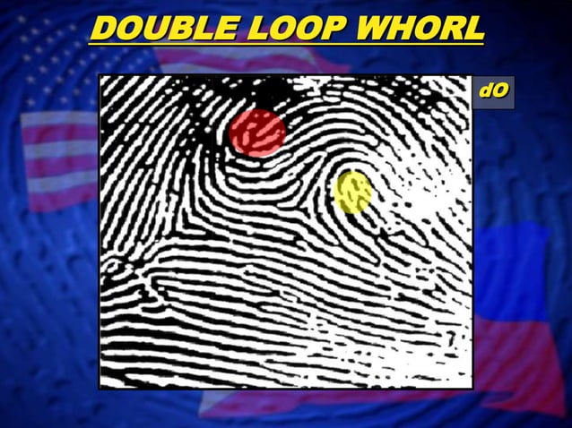 Whorl Patterns | PPTX