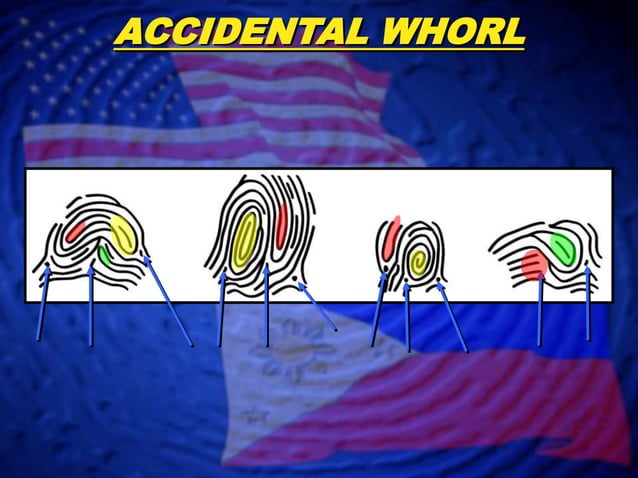 Whorl Patterns | PPTX