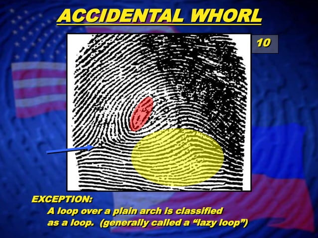 Whorl Patterns | PPTX