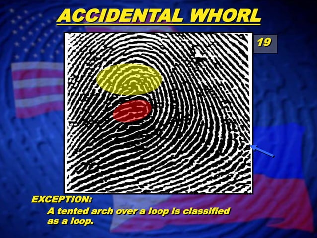 Whorl Patterns | PPTX