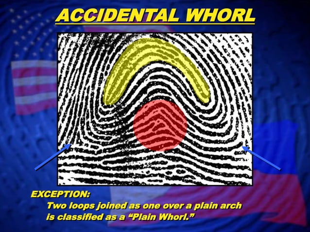 Whorl Patterns | PPTX