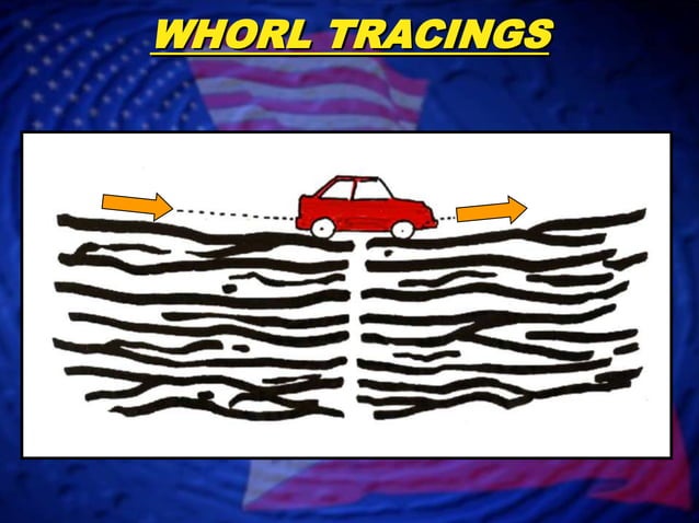 Whorl Patterns | PPTX