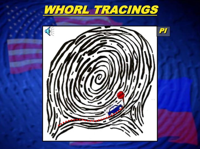 Whorl Patterns | PPTX