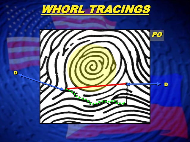 Whorl Patterns | PPTX