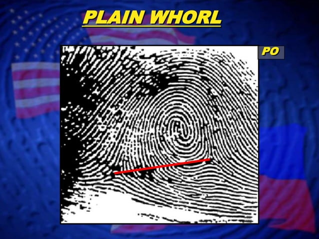 Whorl Patterns | PPTX